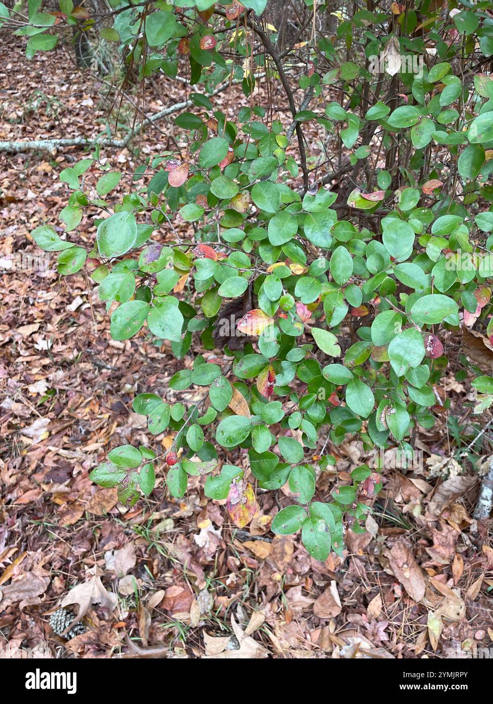 sparkleberry (Vaccinium arboreum Stock Photo - Alamy