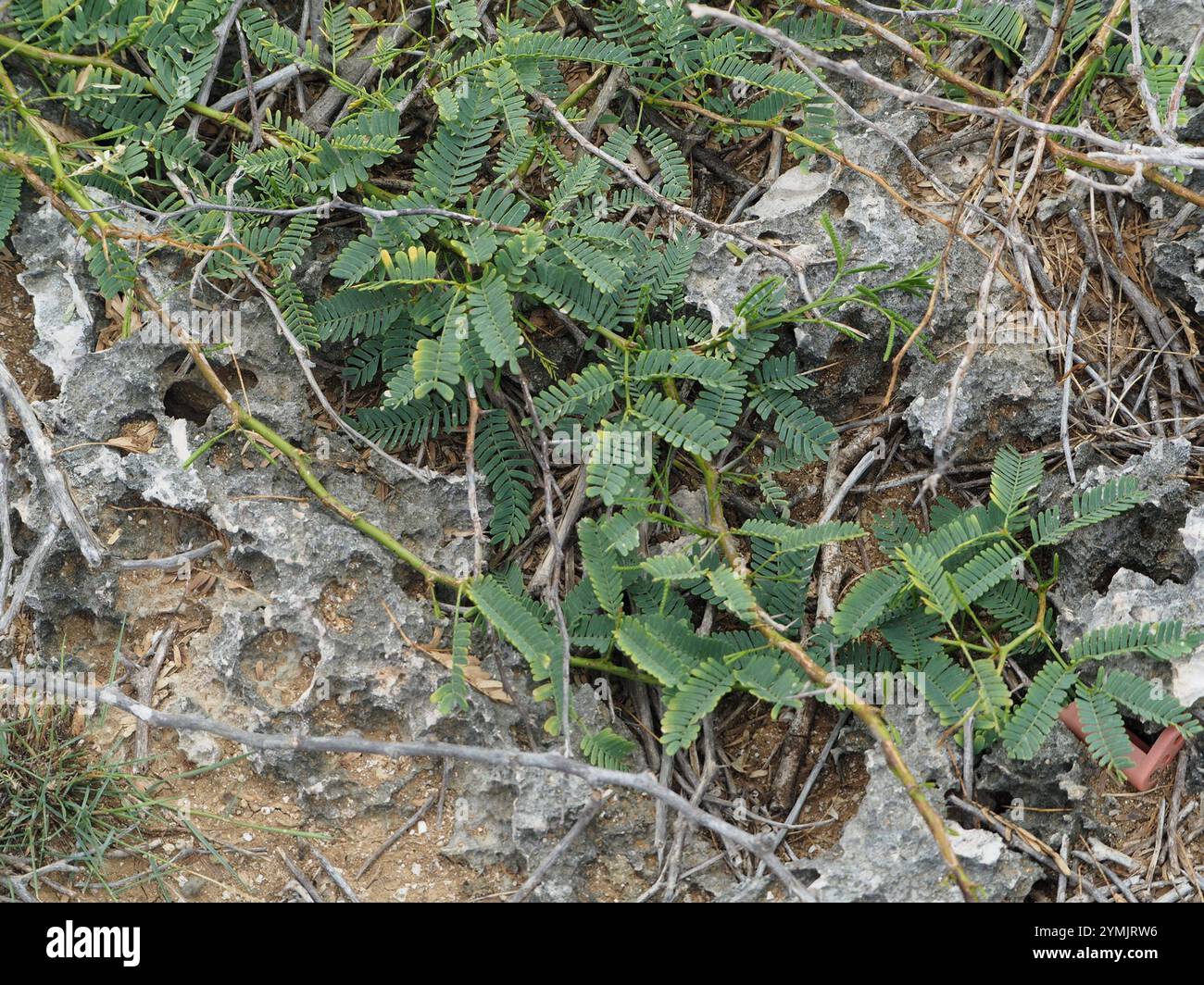 mesquite (Neltuma juliflora Stock Photo - Alamy