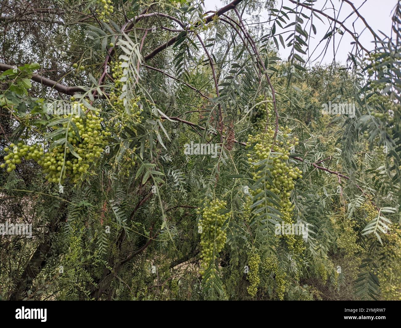 Peruvian Pepper Tree (Schinus molle Stock Photo - Alamy