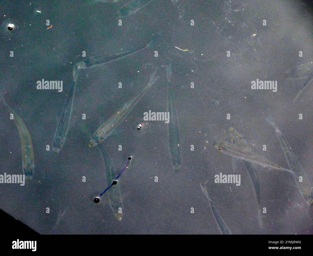 Ray-finned Fishes (Actinopterygii Stock Photo - Alamy