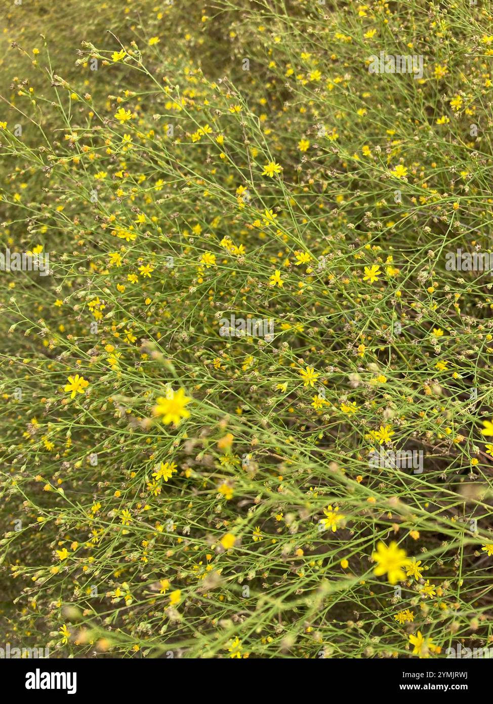 Broomweed hi-res stock photography and images - Alamy