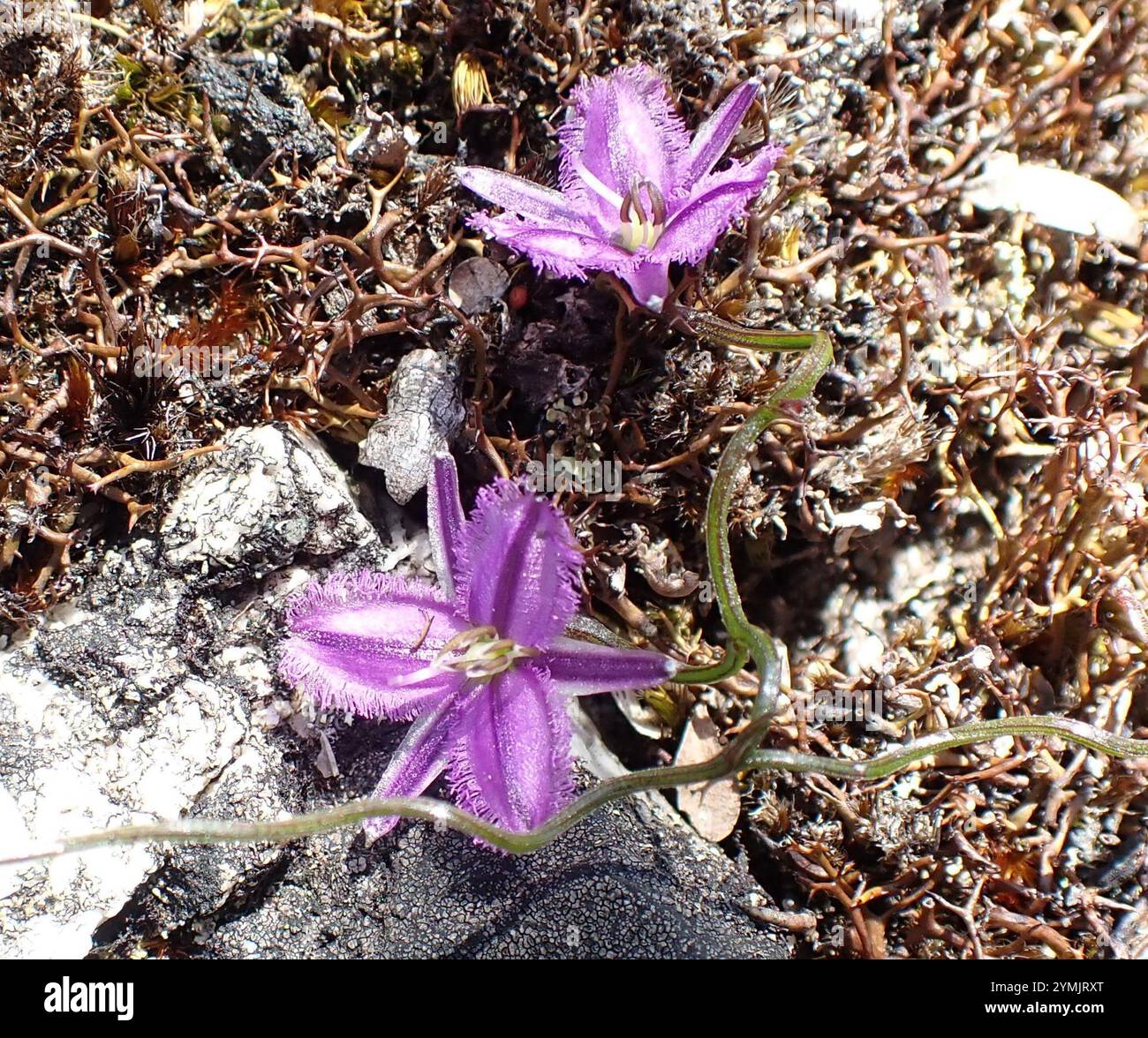 Twining Fringe-lily (Thysanotus patersonii Stock Photo - Alamy