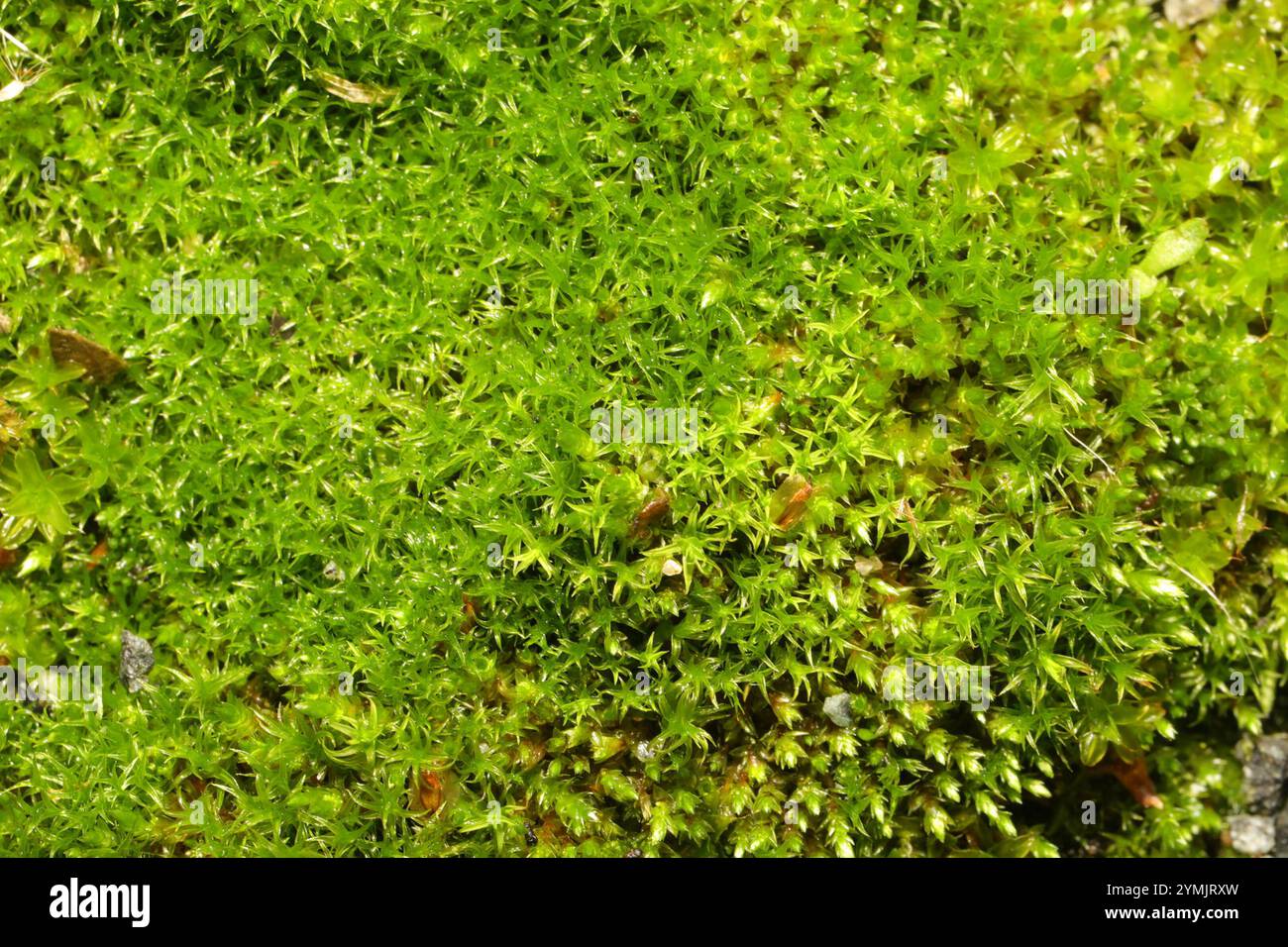 Capillary Thread-moss (Ptychostomum capillare Stock Photo - Alamy