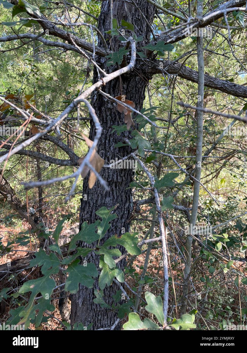 sand post oak (Quercus margaretiae Stock Photo - Alamy