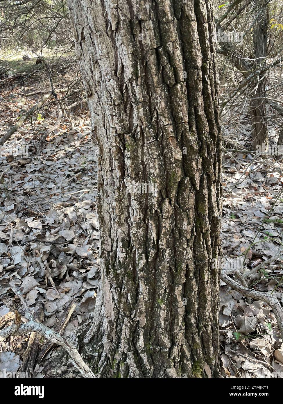Eastern Cottonwood (Populus deltoides Stock Photo - Alamy