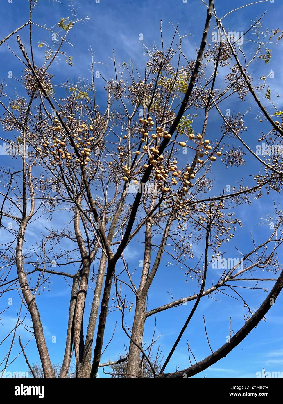 Chinaberry (Melia azedarach Stock Photo - Alamy