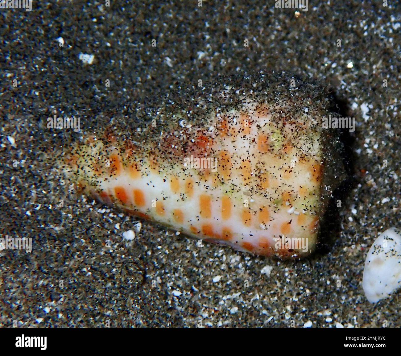 Tessellate Cone (Conus tessulatus Stock Photo - Alamy