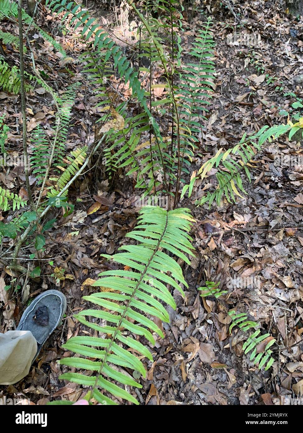 sword ferns (Nephrolepis Stock Photo - Alamy