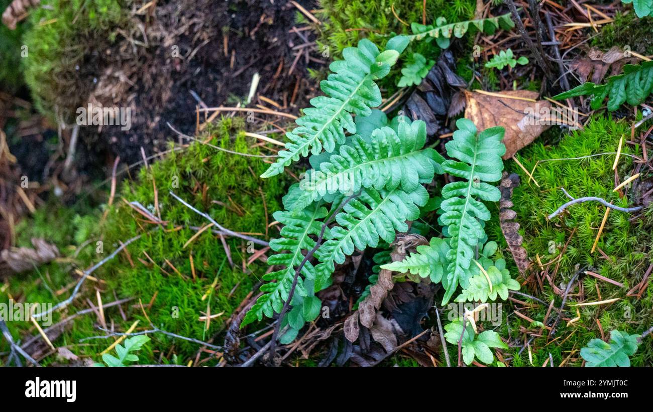 western polypody (Polypodium hesperium Stock Photo - Alamy