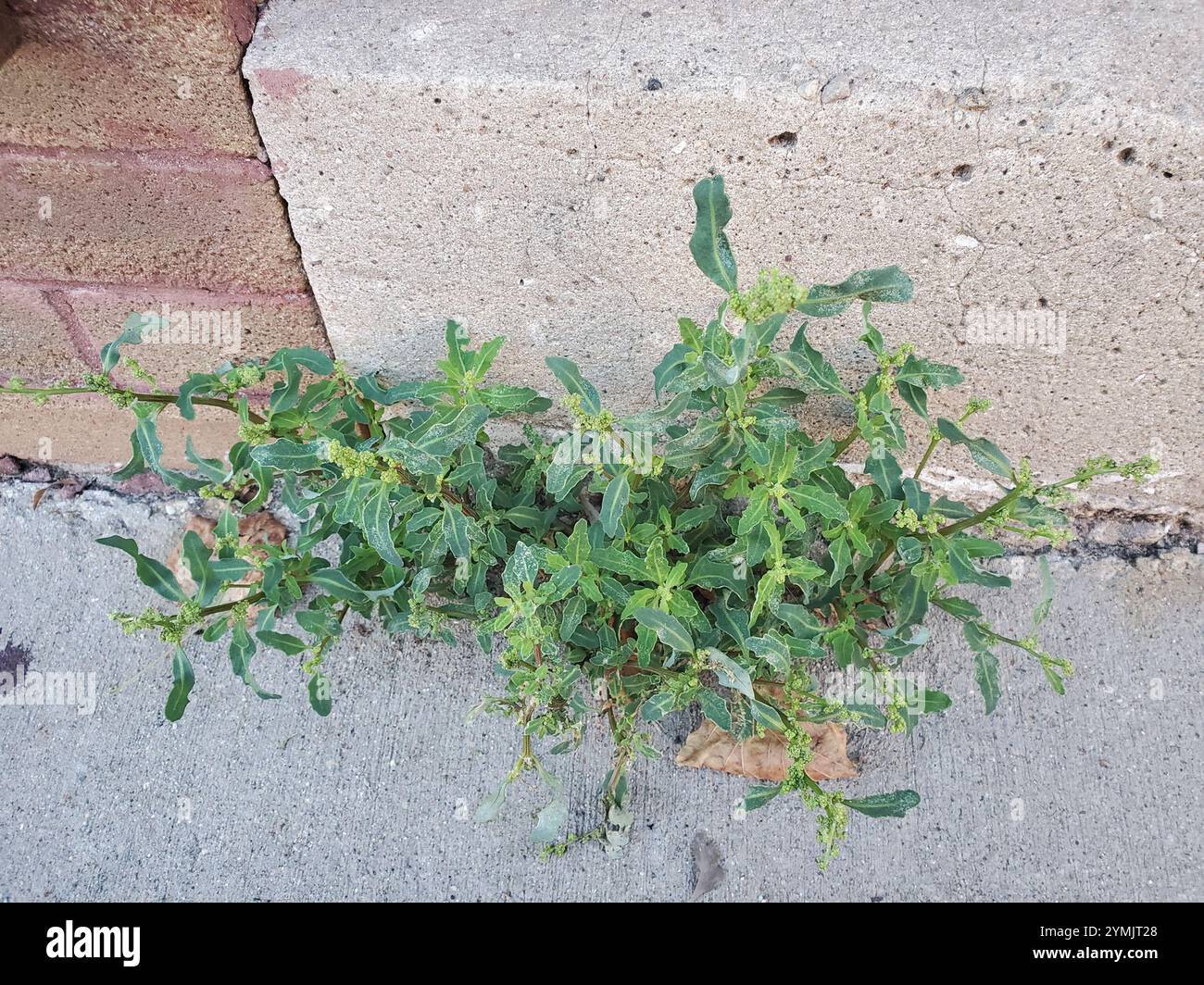 oak-leaved goosefoot (Oxybasis glauca Stock Photo - Alamy
