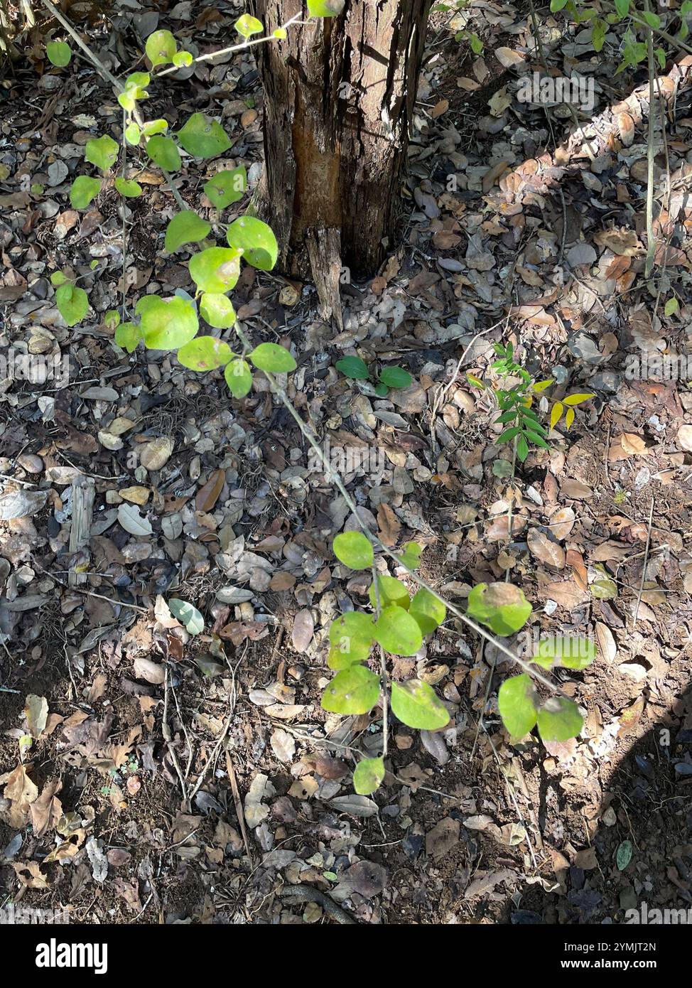 Stretchberry (Forestiera pubescens Stock Photo - Alamy