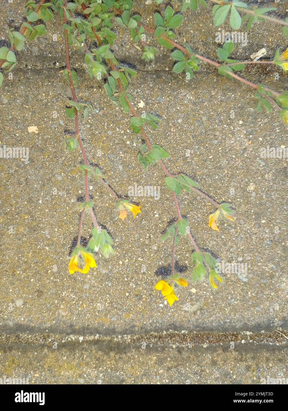 Hairy birds foot trefoil hi-res stock photography and images - Alamy