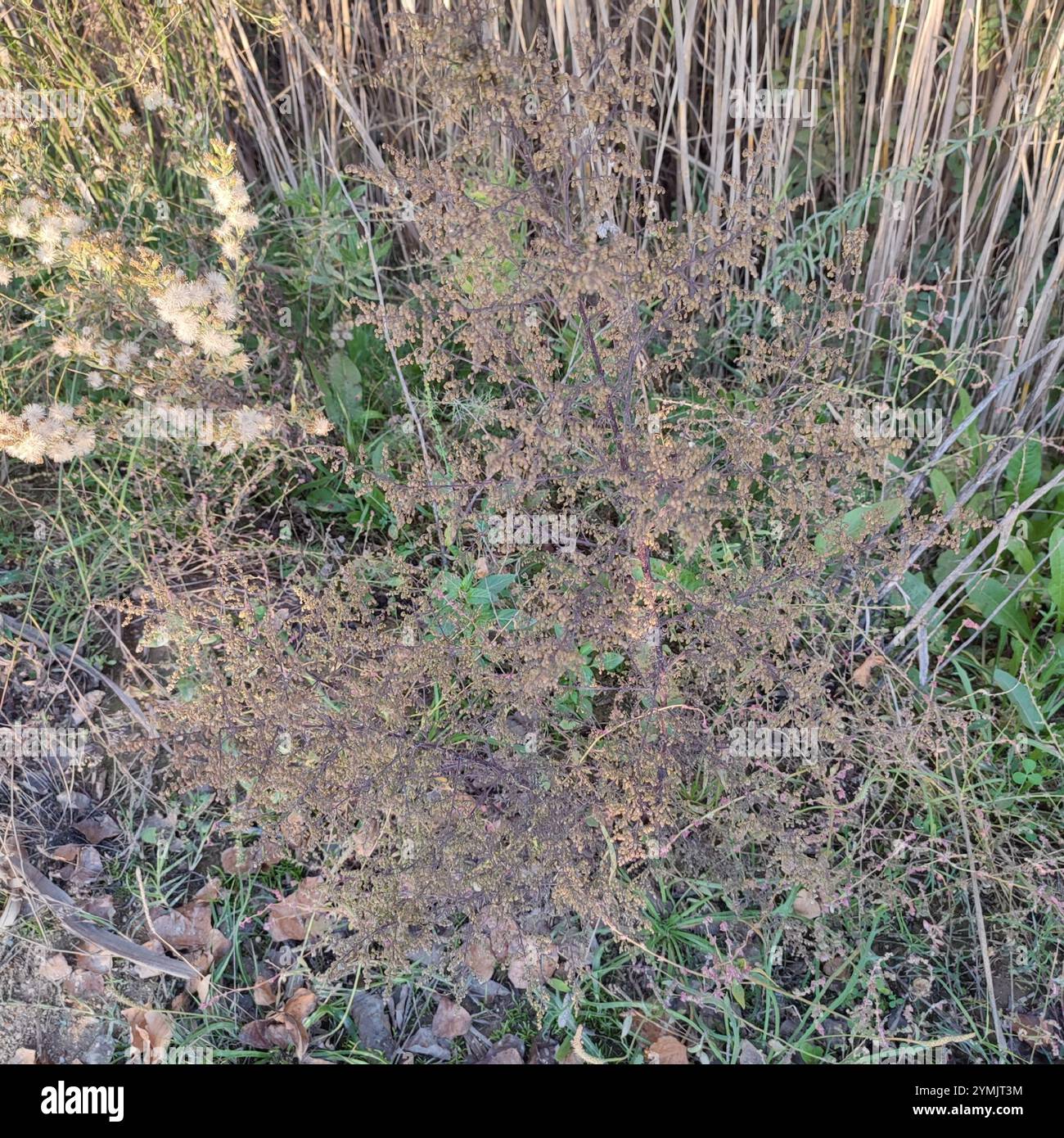 sweet annie (Artemisia annua Stock Photo - Alamy