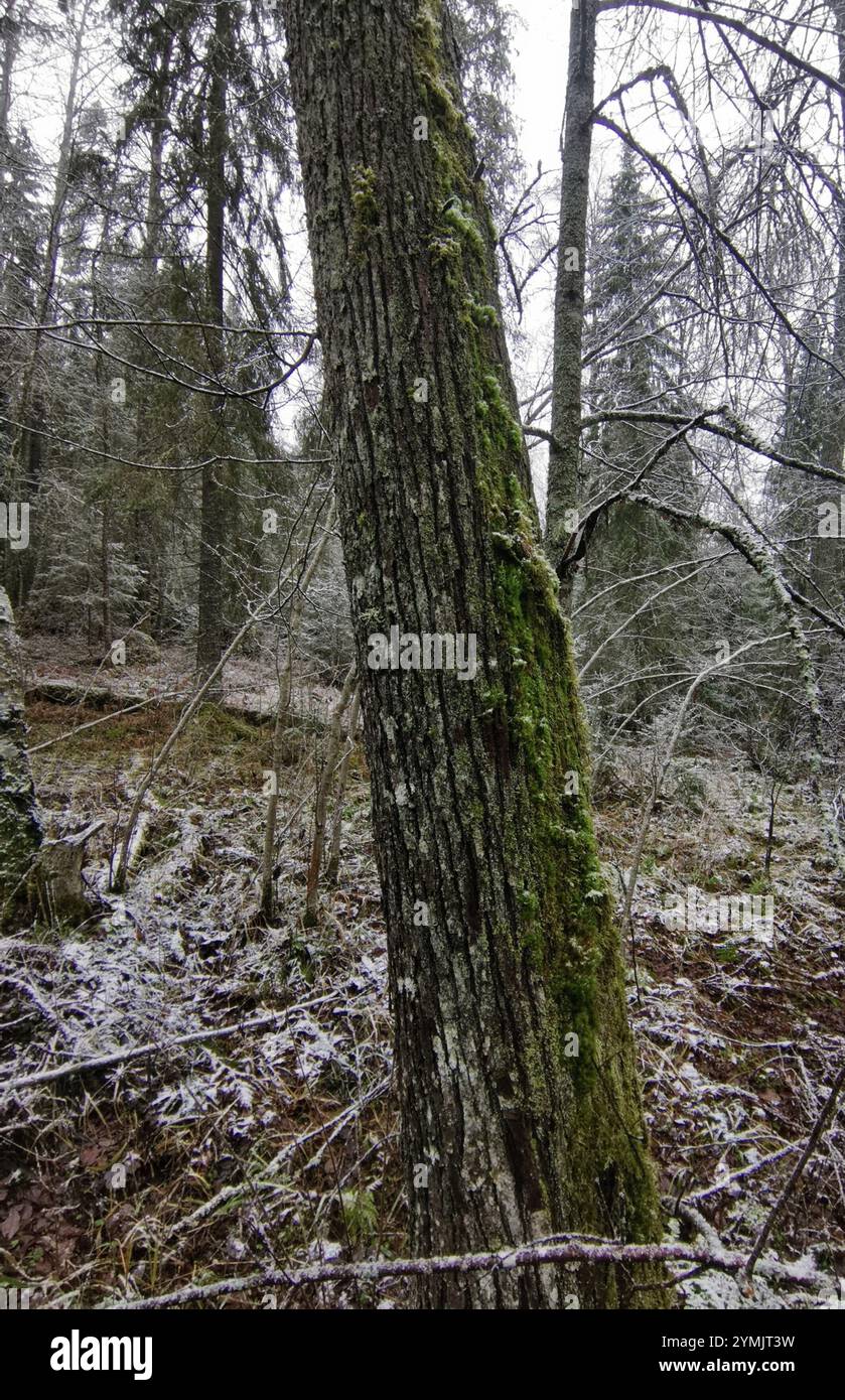 Red-stemmed Feather Moss (Pleurozium schreberi Stock Photo - Alamy