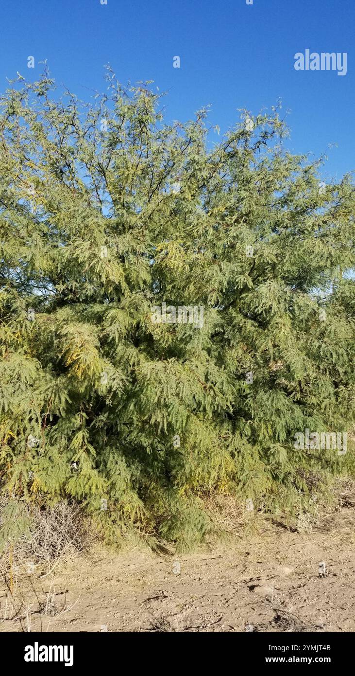 Velvet mesquite hi-res stock photography and images - Alamy