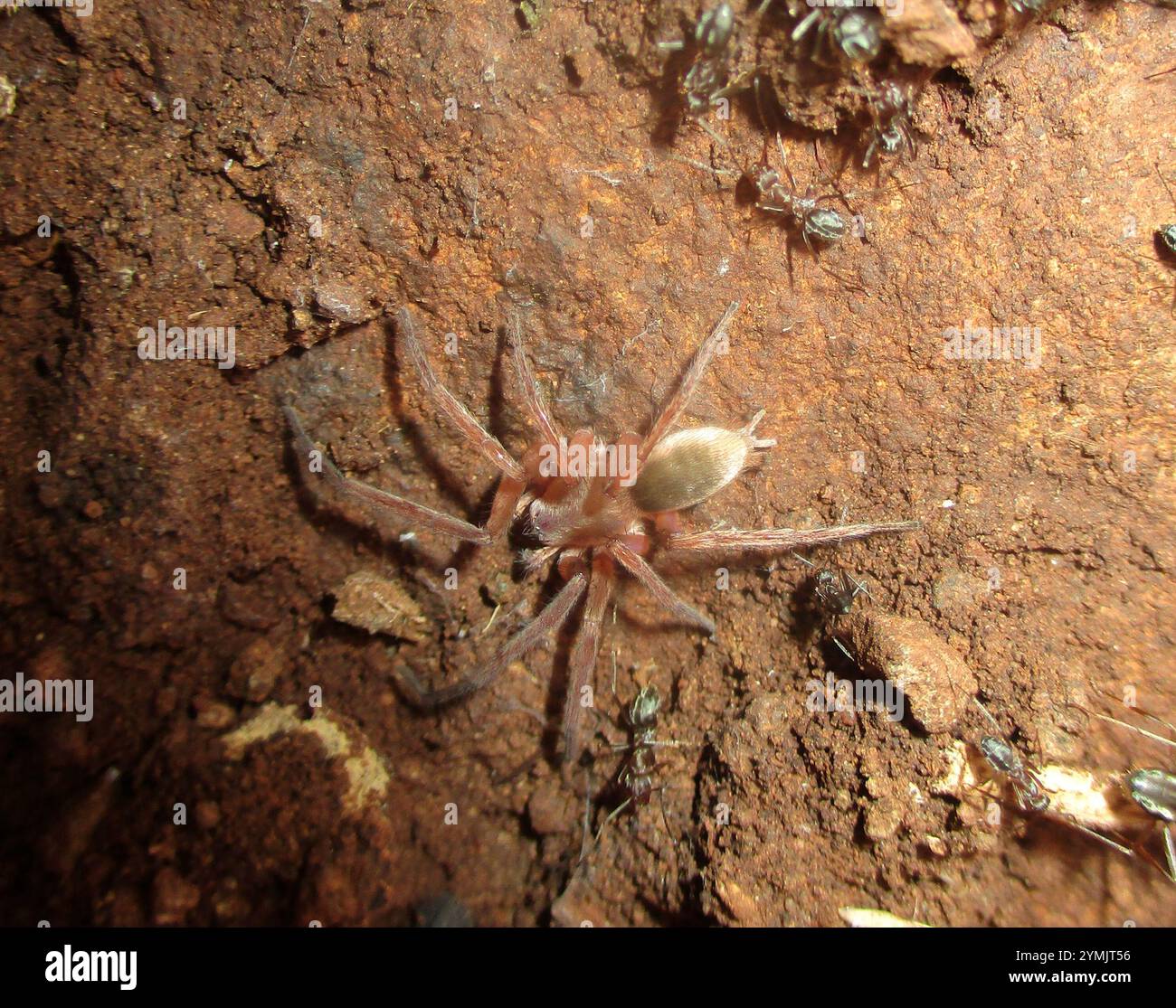 Theuma hi-res stock photography and images - Alamy