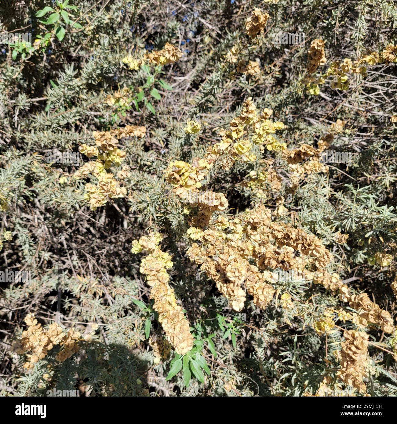 Fourwing Saltbush (Atriplex canescens Stock Photo - Alamy