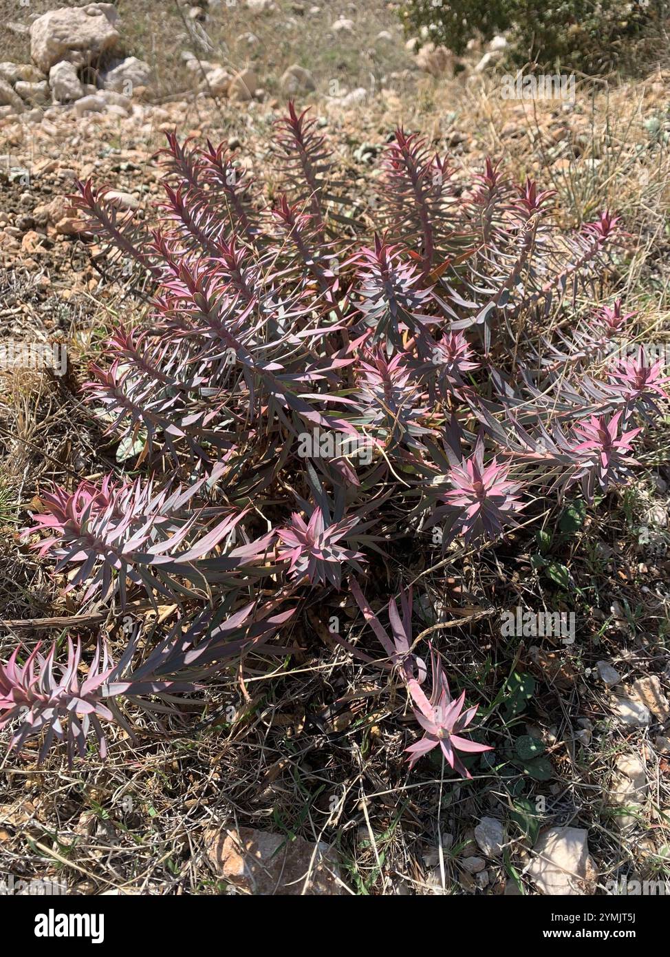 Gopher plant (Euphorbia rigida Stock Photo - Alamy
