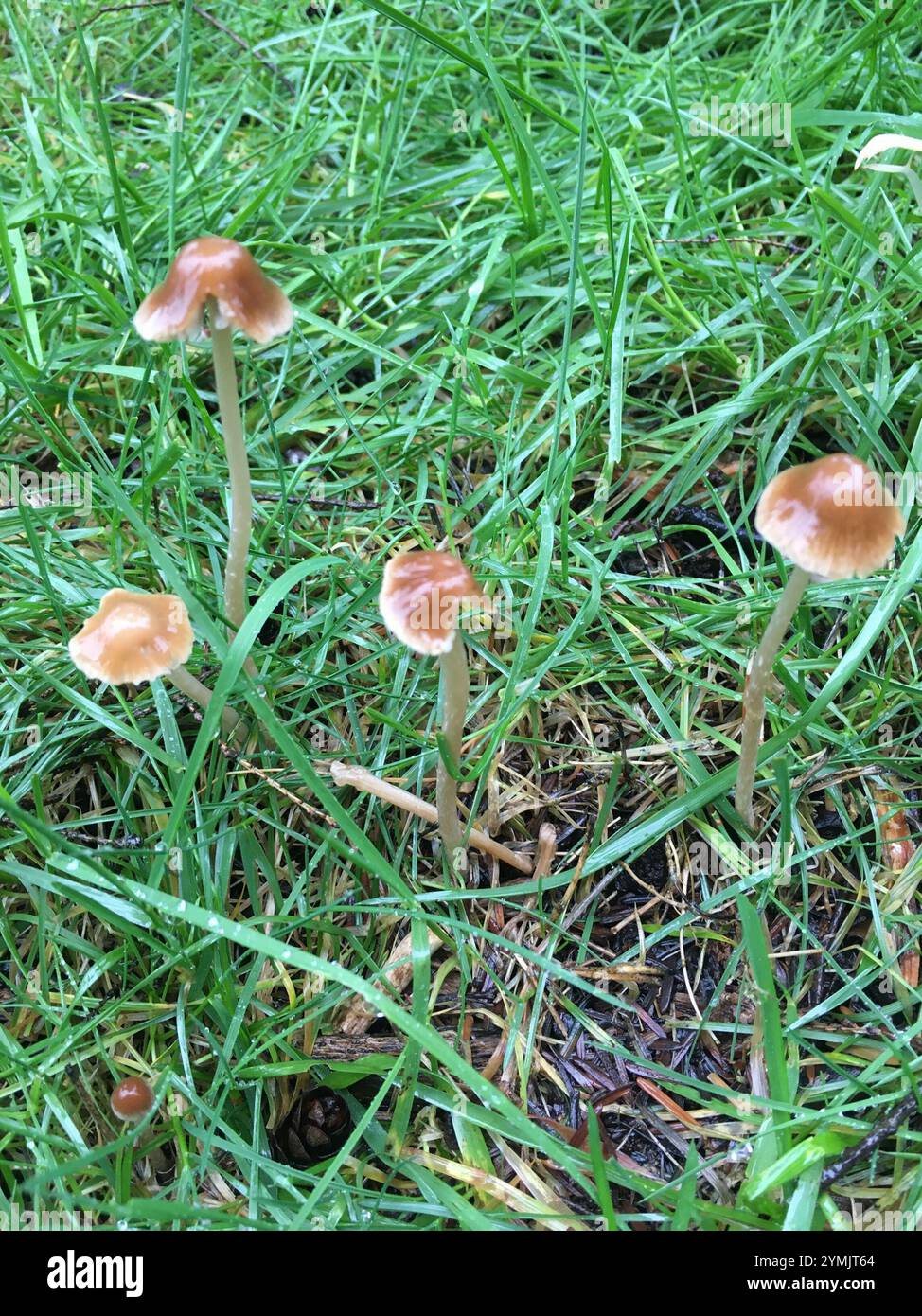 Conocybe tenera hi-res stock photography and images - Alamy
