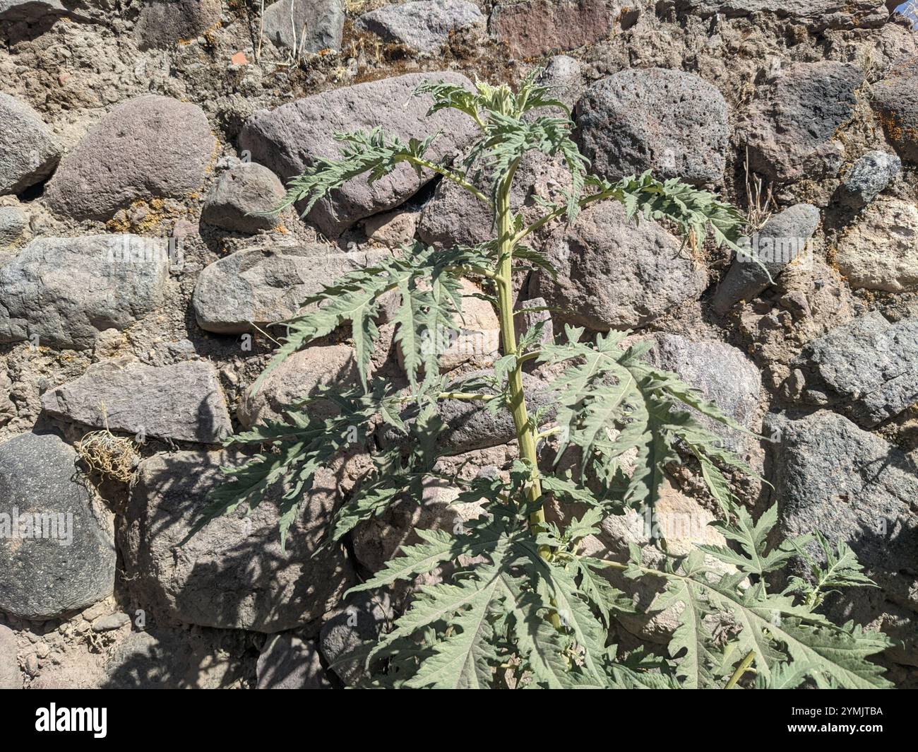 altamisa (Ambrosia arborescens Stock Photo - Alamy