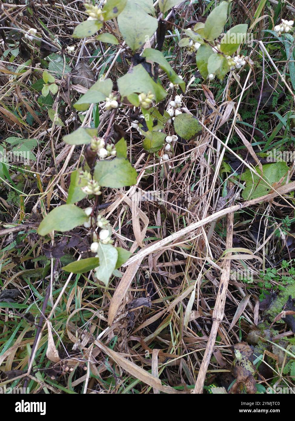 Common Snowberry (Symphoricarpos albus Stock Photo - Alamy