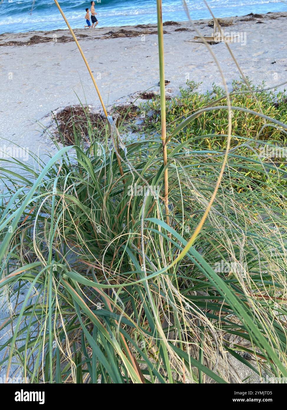 sea oats (Uniola paniculata Stock Photo - Alamy