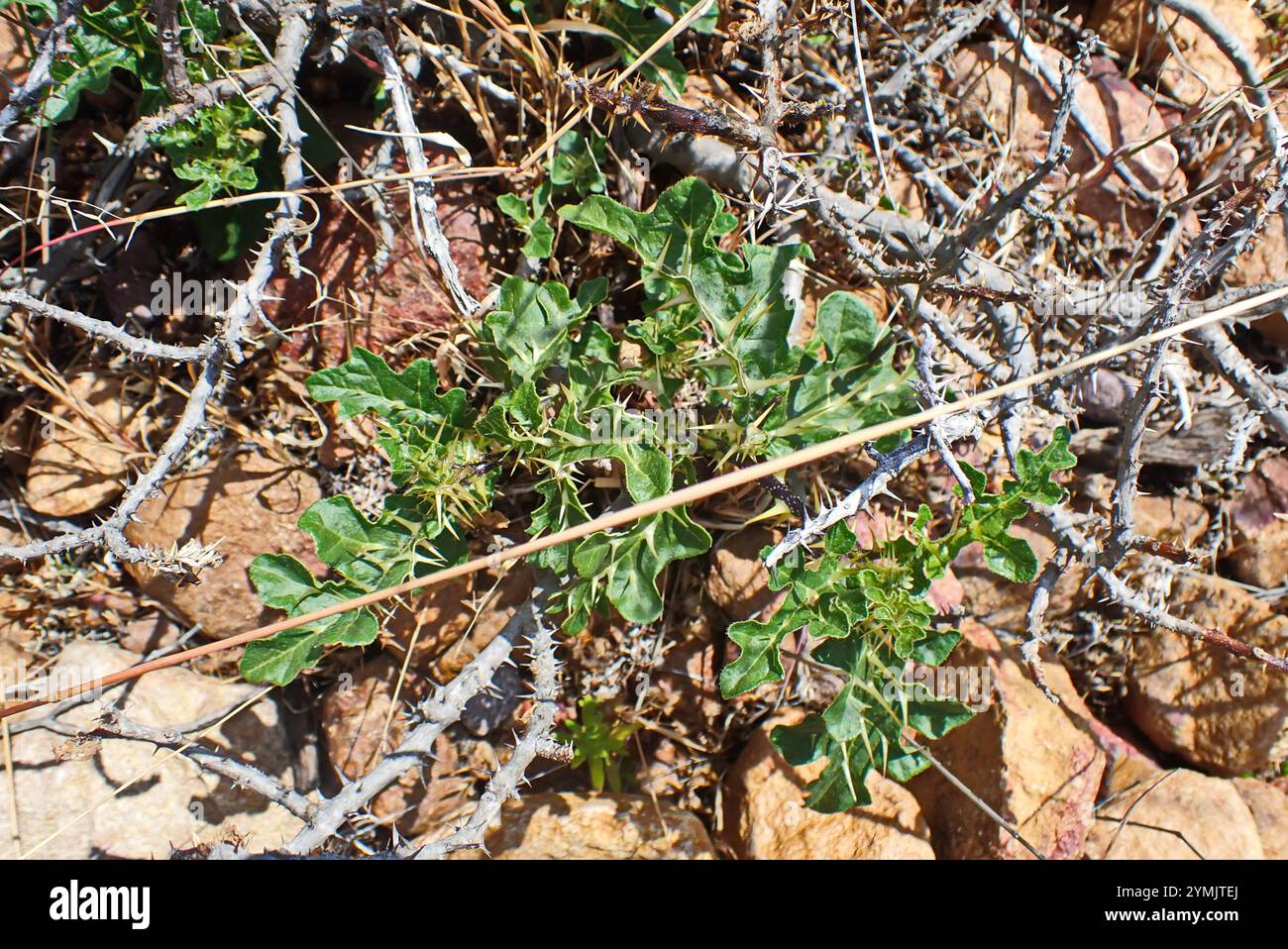 Yellow Bitter-apple (Solanum linnaeanum Stock Photo - Alamy
