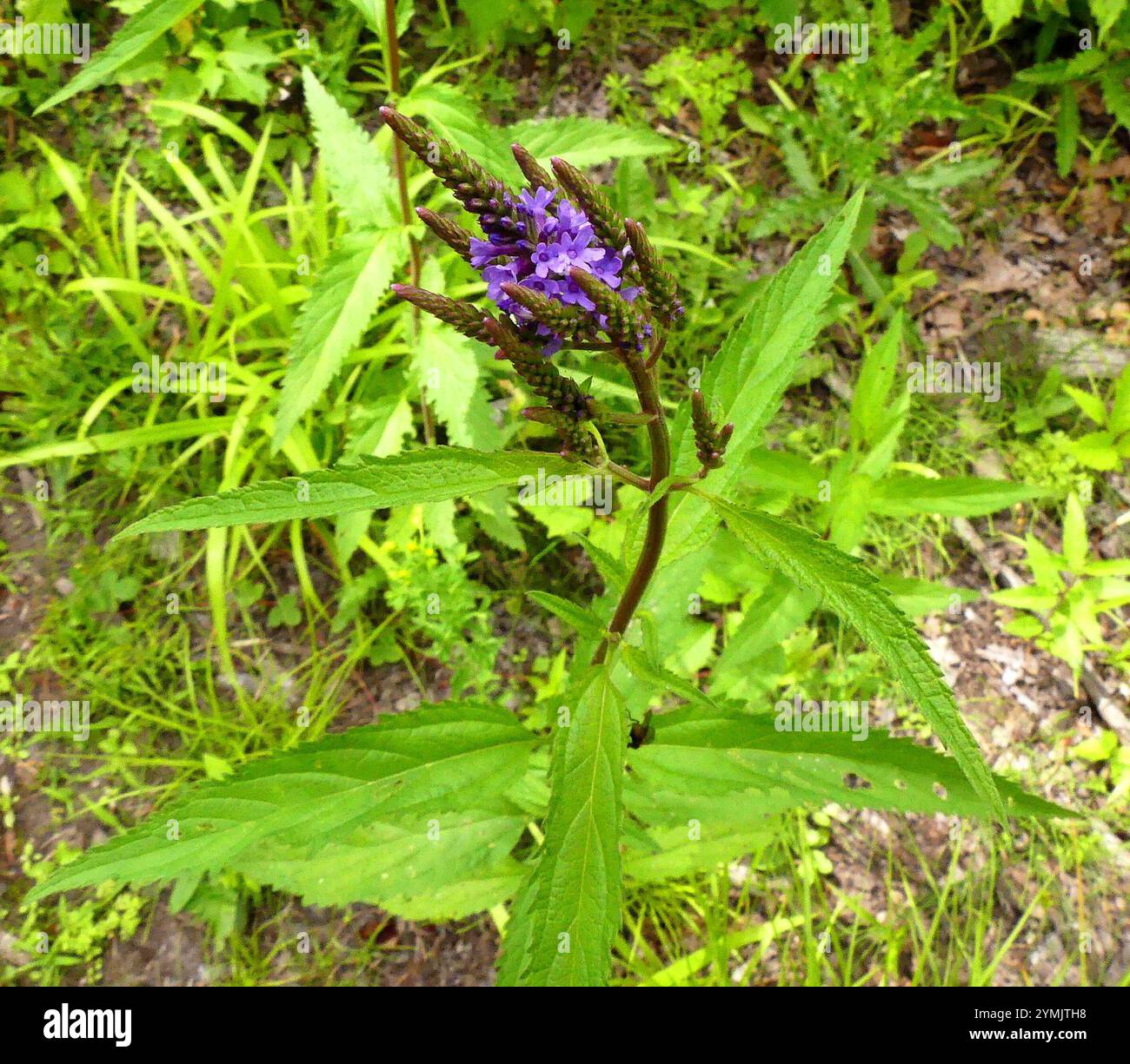 blue vervain (Verbena hastata Stock Photo - Alamy