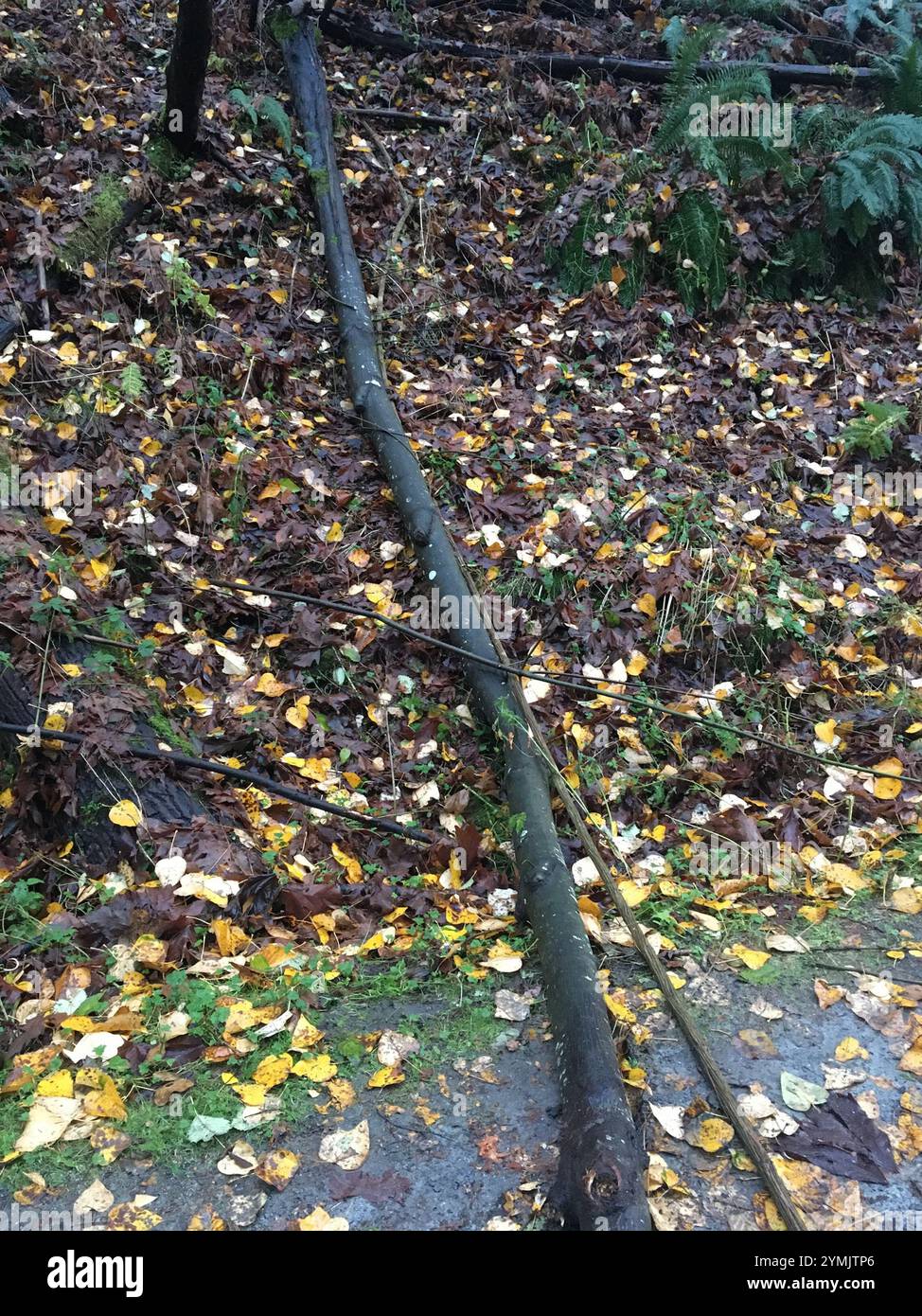 grape family (Vitaceae Stock Photo - Alamy