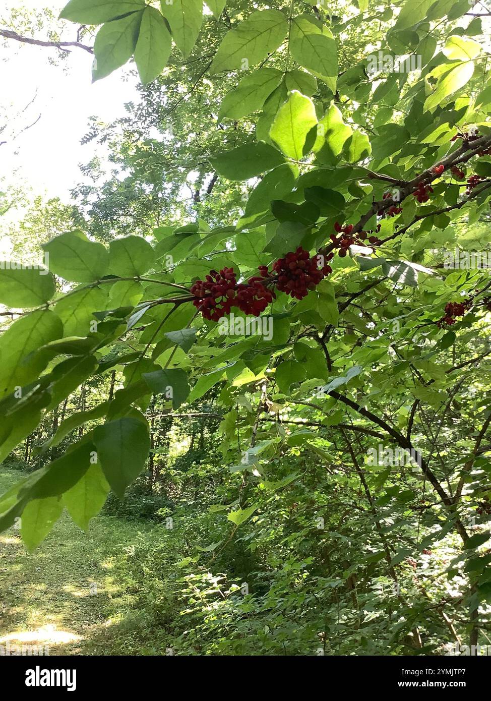 common prickly ash (Zanthoxylum americanum Stock Photo - Alamy