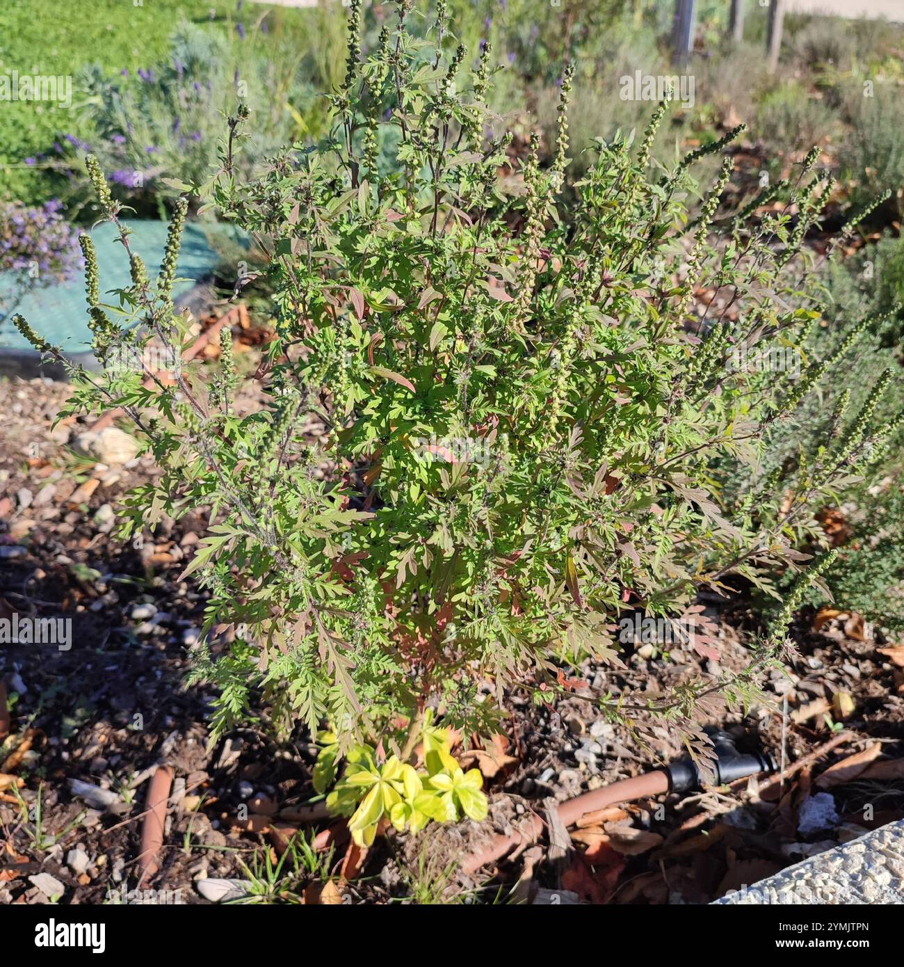 common ragweed (Ambrosia artemisiifolia Stock Photo - Alamy