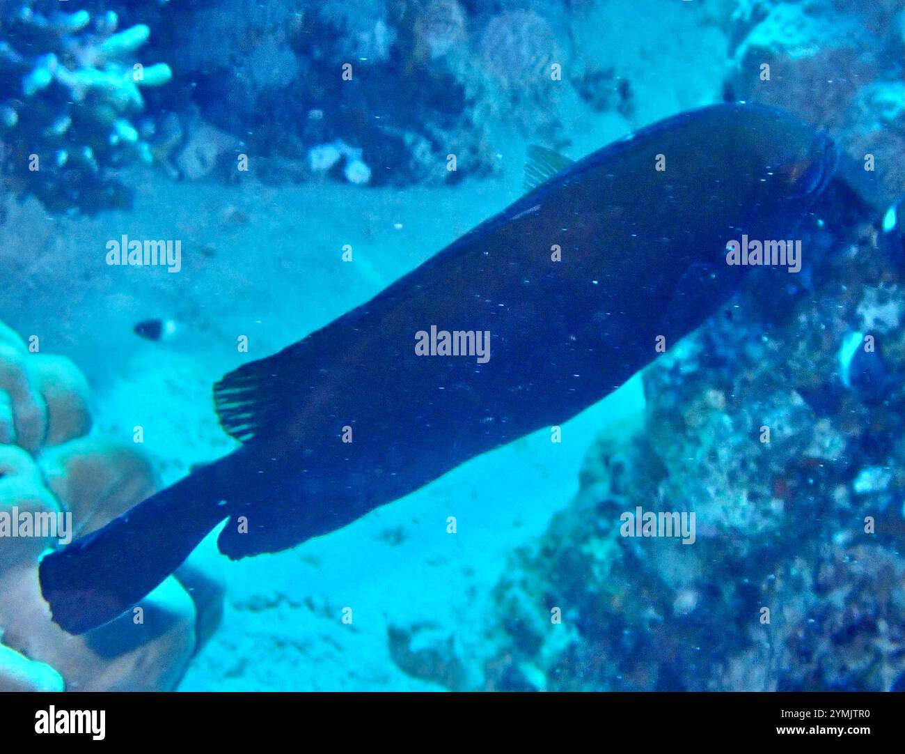 Dusky Spinefoot (Siganus luridus Stock Photo - Alamy