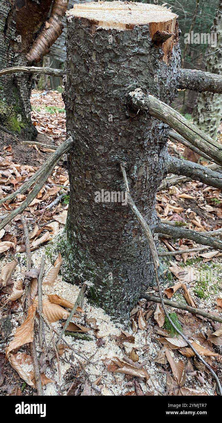 red spruce (Picea rubens Stock Photo - Alamy