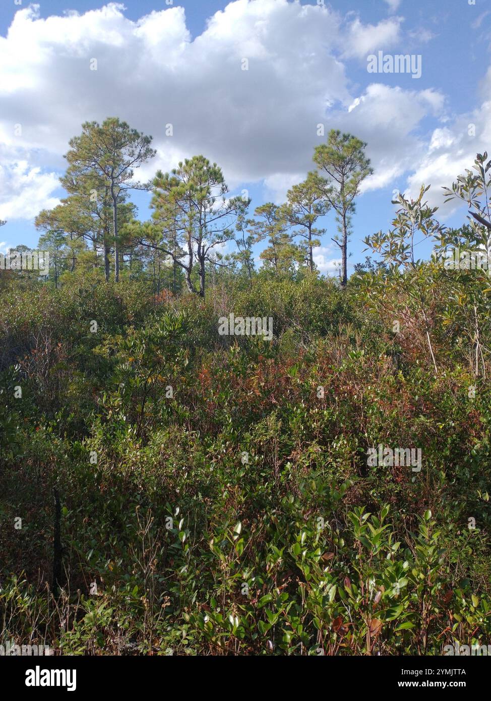 pond pine (Pinus serotina Stock Photo - Alamy