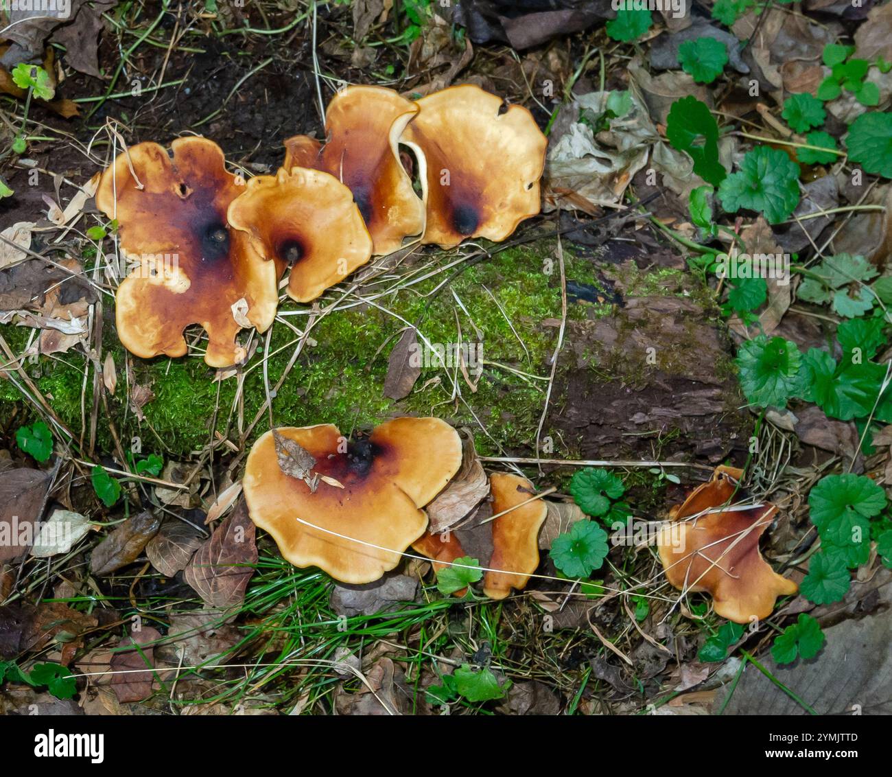 Bay Polypore (Picipes badius Stock Photo - Alamy