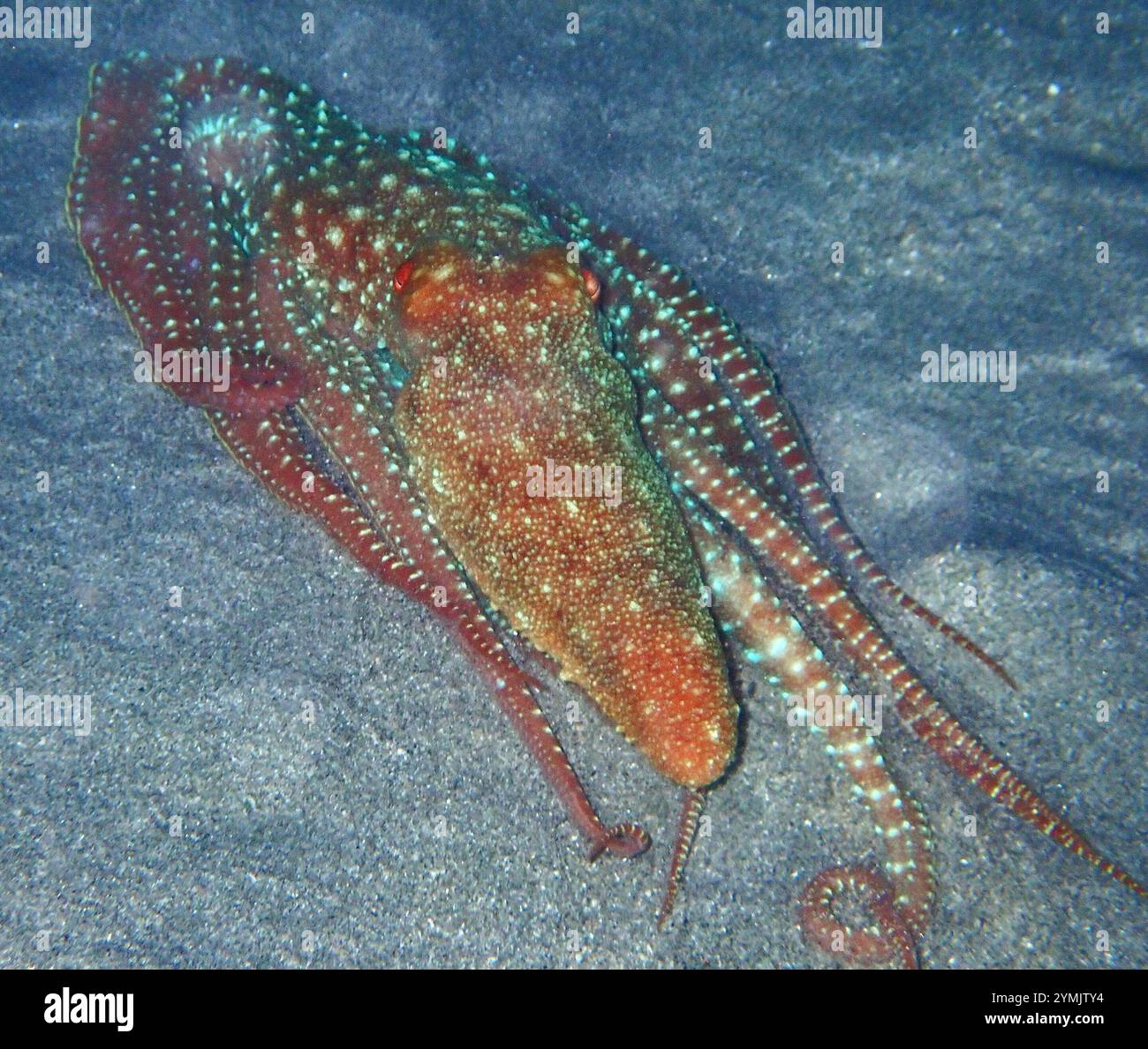 Ornate Night Octopus (Callistoctopus ornatus Stock Photo - Alamy