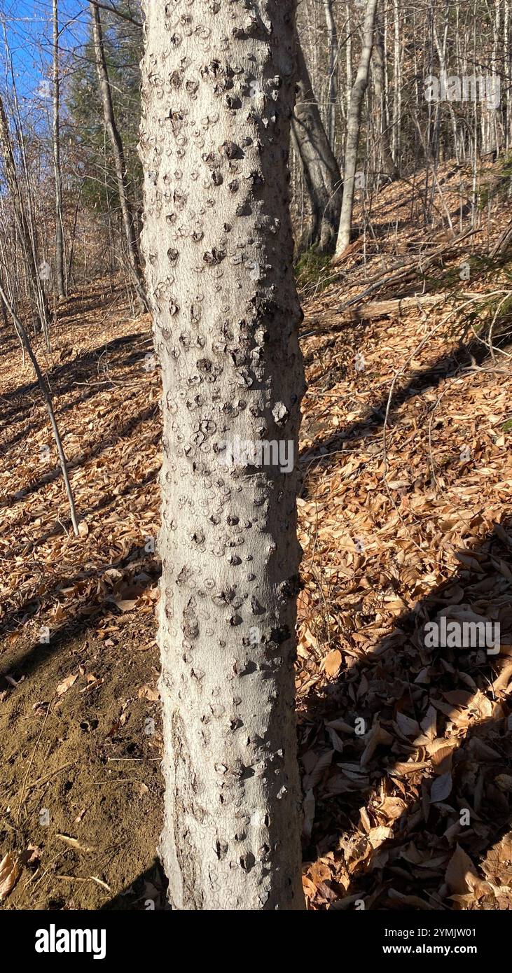 Beech canker hi-res stock photography and images - Alamy