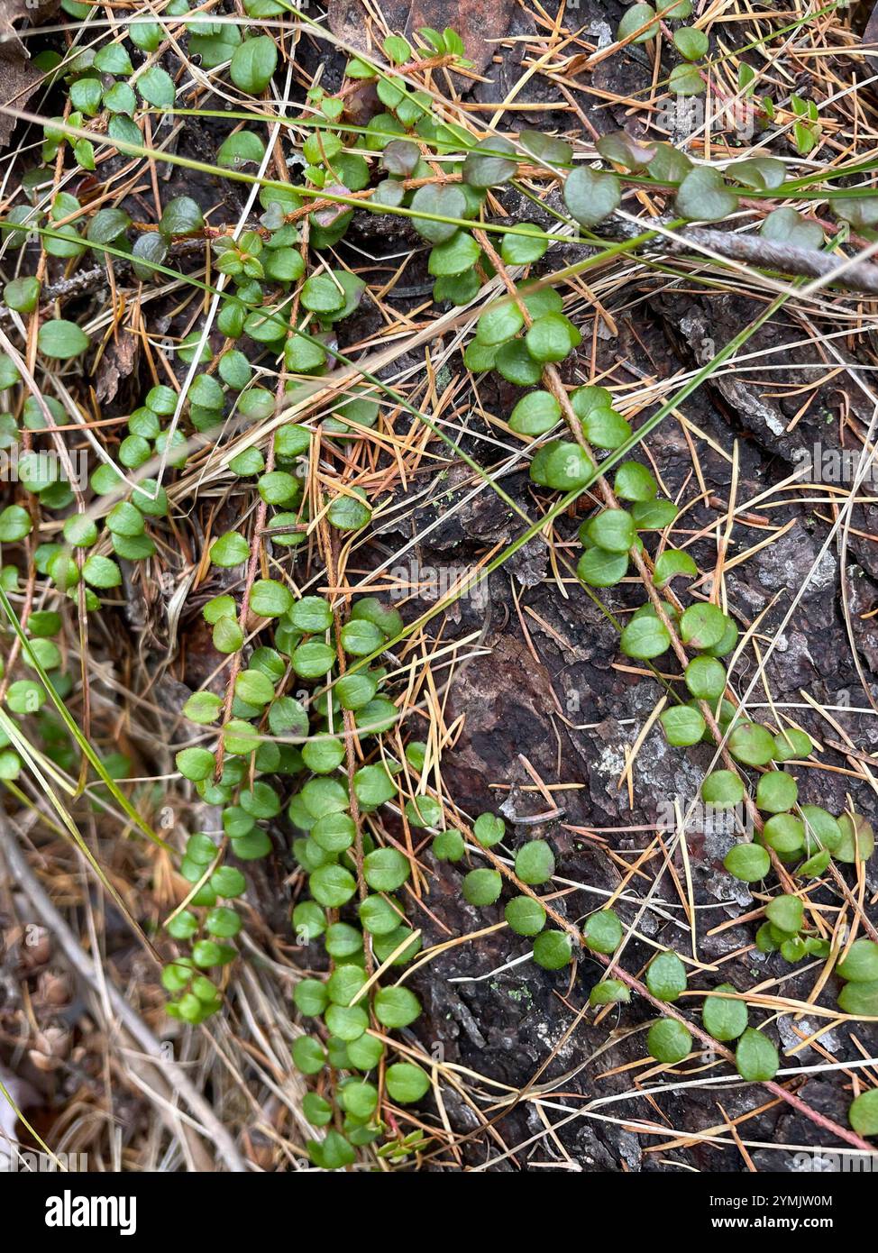 creeping snowberry (Gaultheria hispidula Stock Photo - Alamy