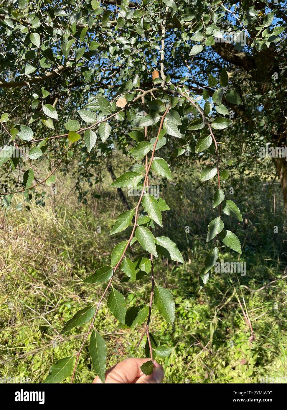 Planera aquatica hi-res stock photography and images - Alamy