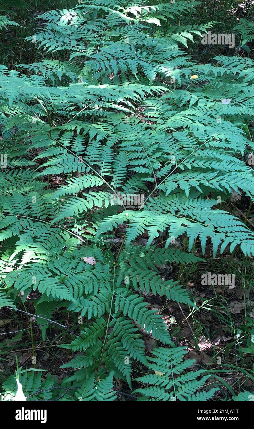 pinewood bracken (Pteridium pinetorum Stock Photo - Alamy