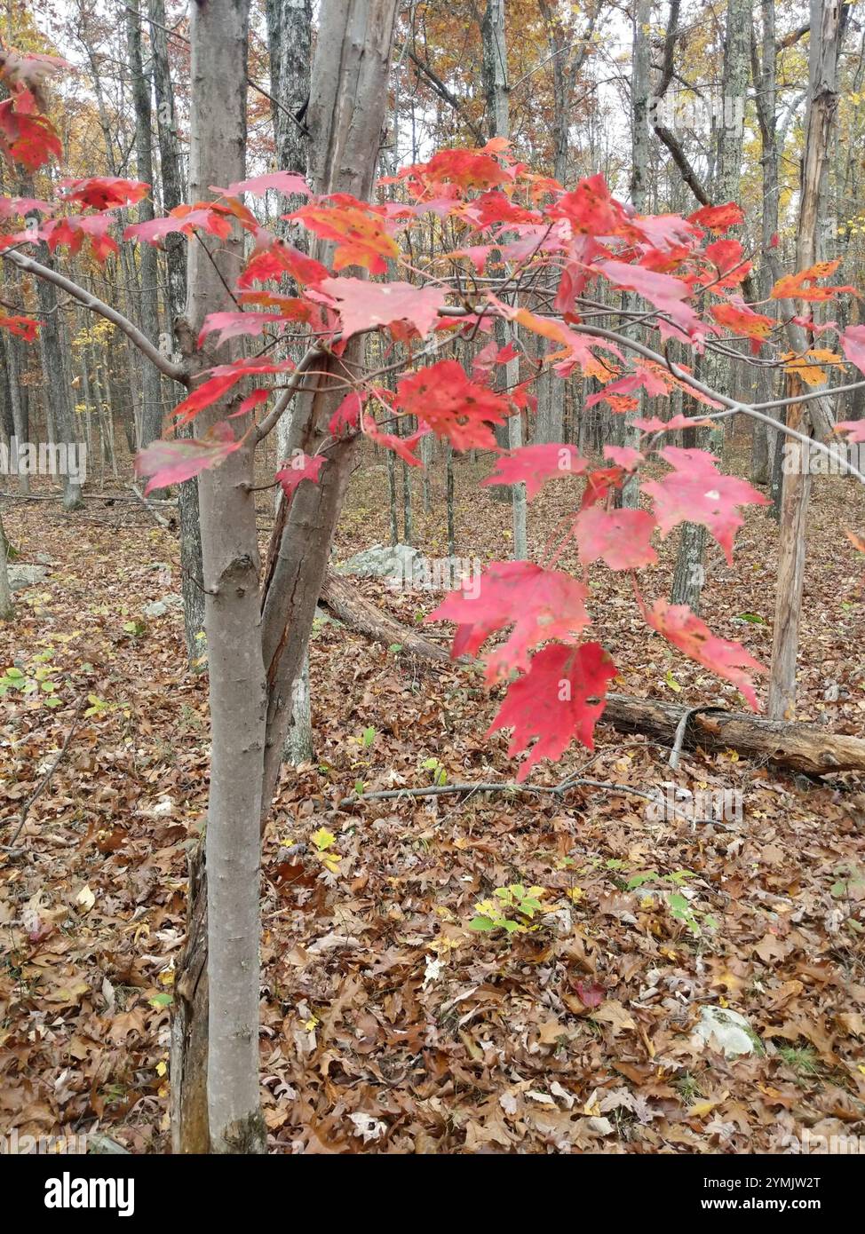 red maple (Acer rubrum Stock Photo - Alamy