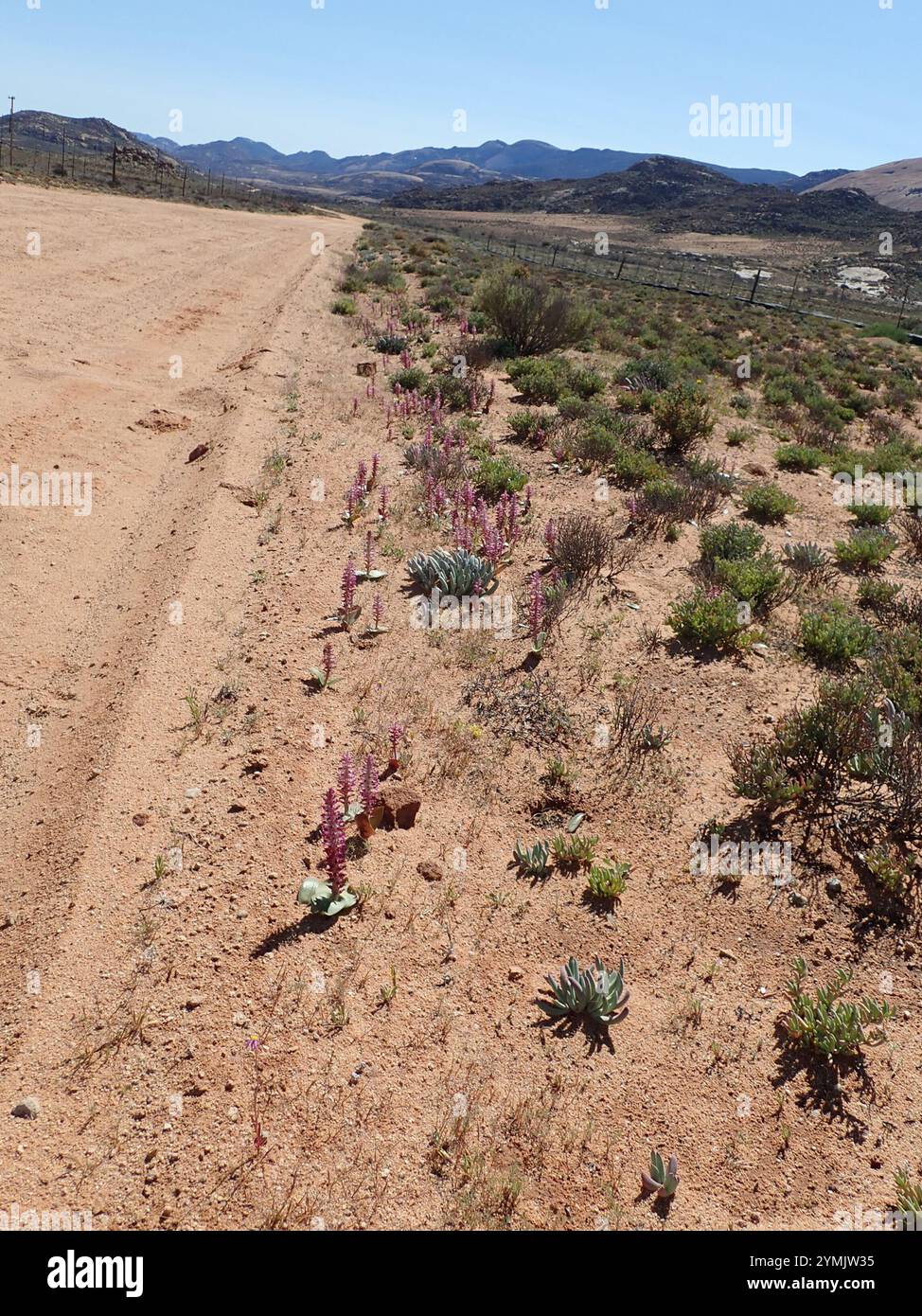 Flesh Viooltjie (Lachenalia carnosa Stock Photo - Alamy