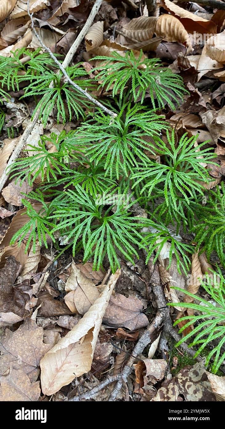 fan clubmoss (Diphasiastrum digitatum Stock Photo - Alamy