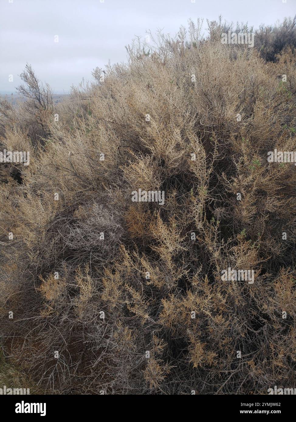 Sarcobatus vermiculatus hi-res stock photography and images - Alamy