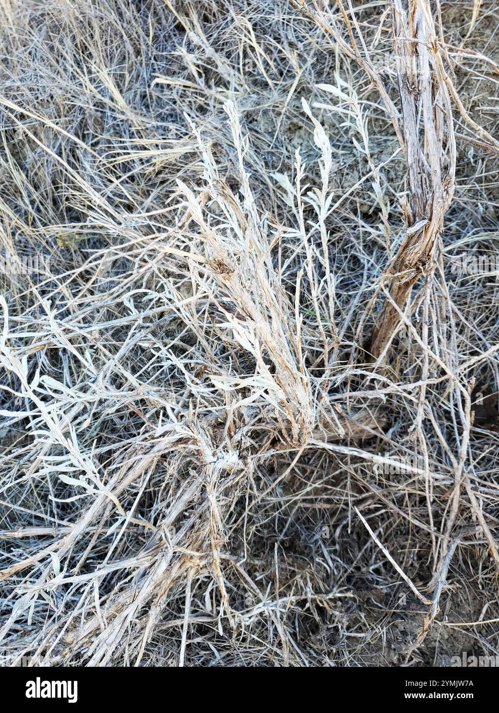 Artemisia cana hi-res stock photography and images - Alamy