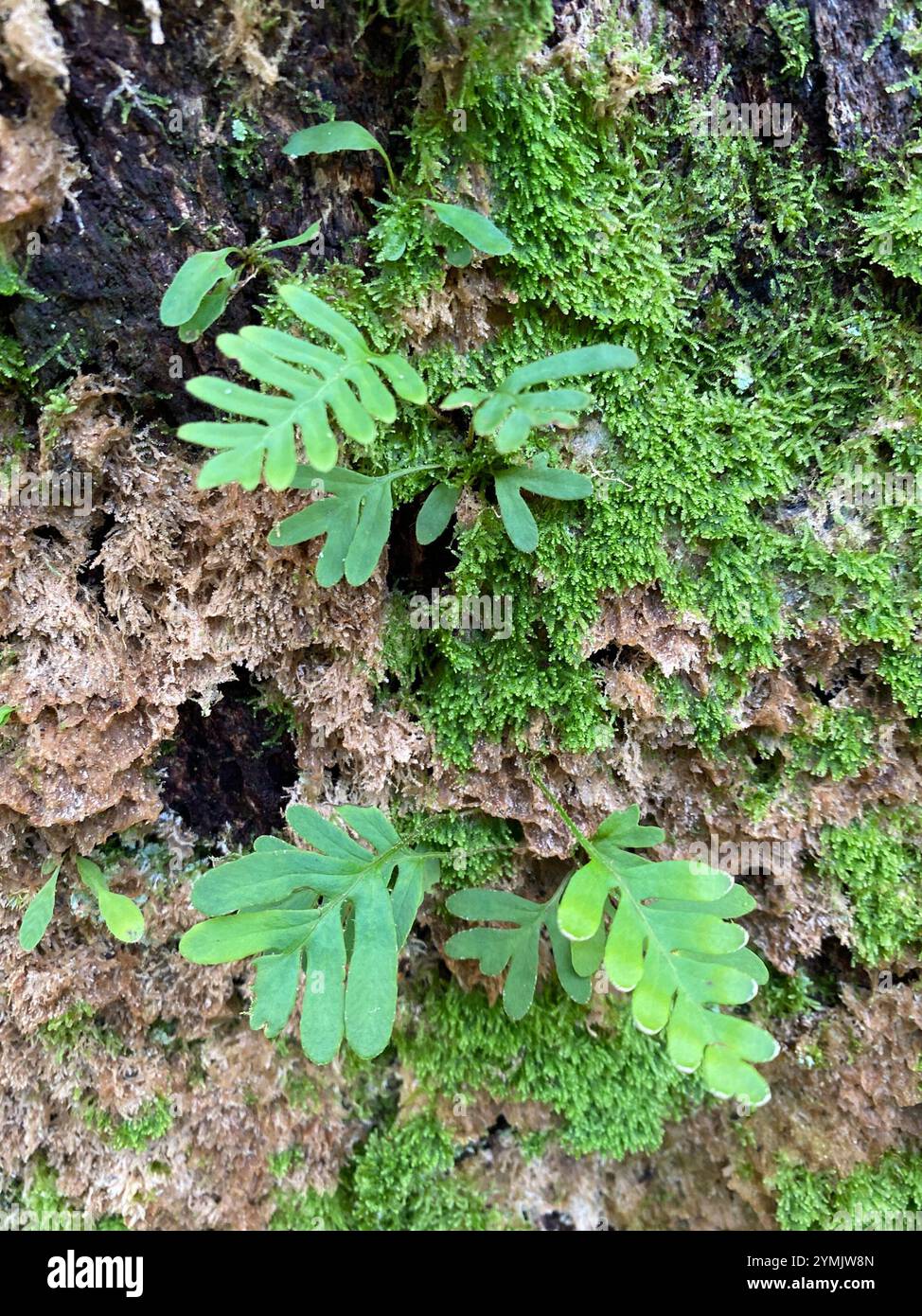 resurrection fern (Pleopeltis michauxiana Stock Photo - Alamy