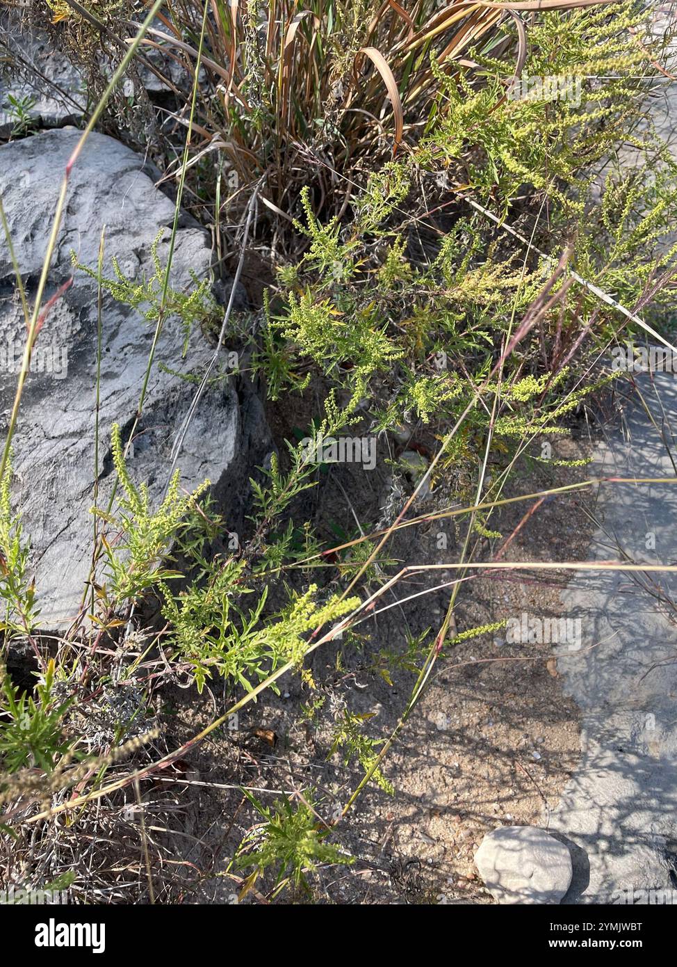 western ragweed (Ambrosia psilostachya Stock Photo - Alamy