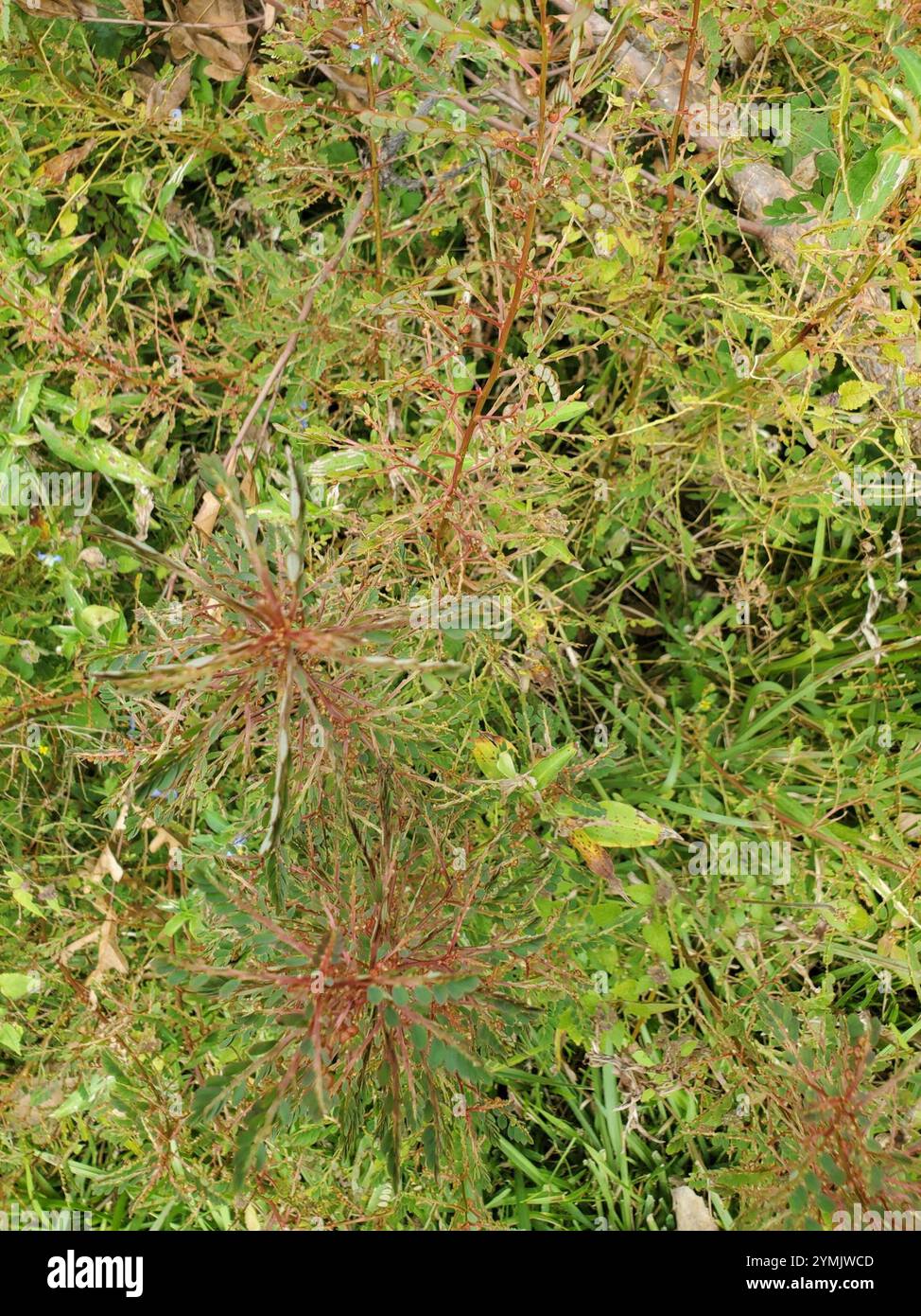 Chamberbitter (Phyllanthus urinaria Stock Photo - Alamy