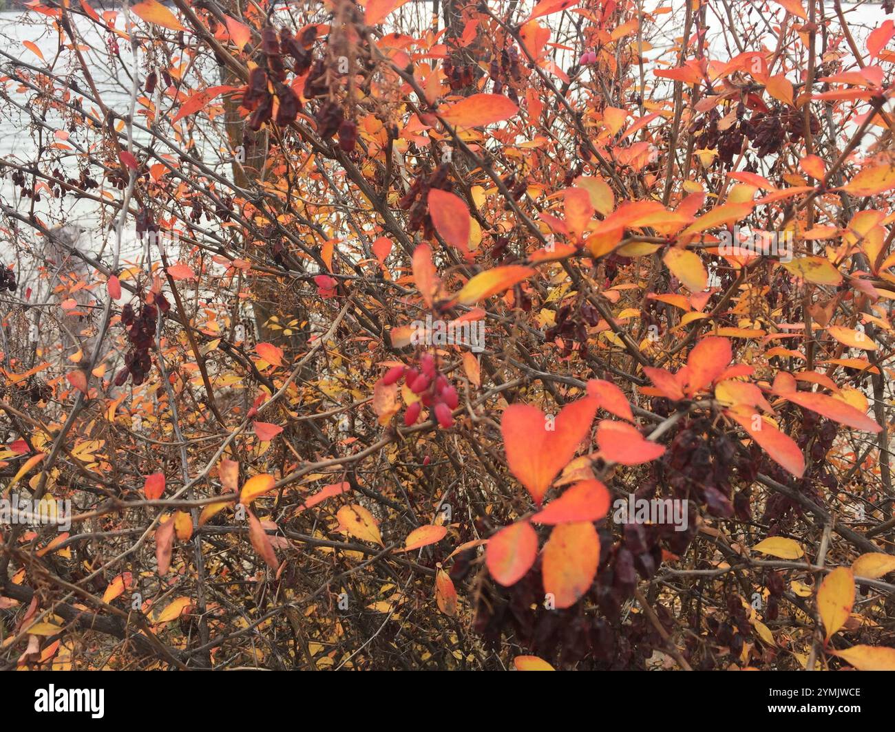 European barberry (Berberis vulgaris Stock Photo - Alamy