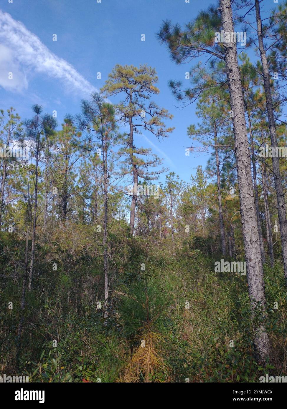 pond pine (Pinus serotina Stock Photo - Alamy